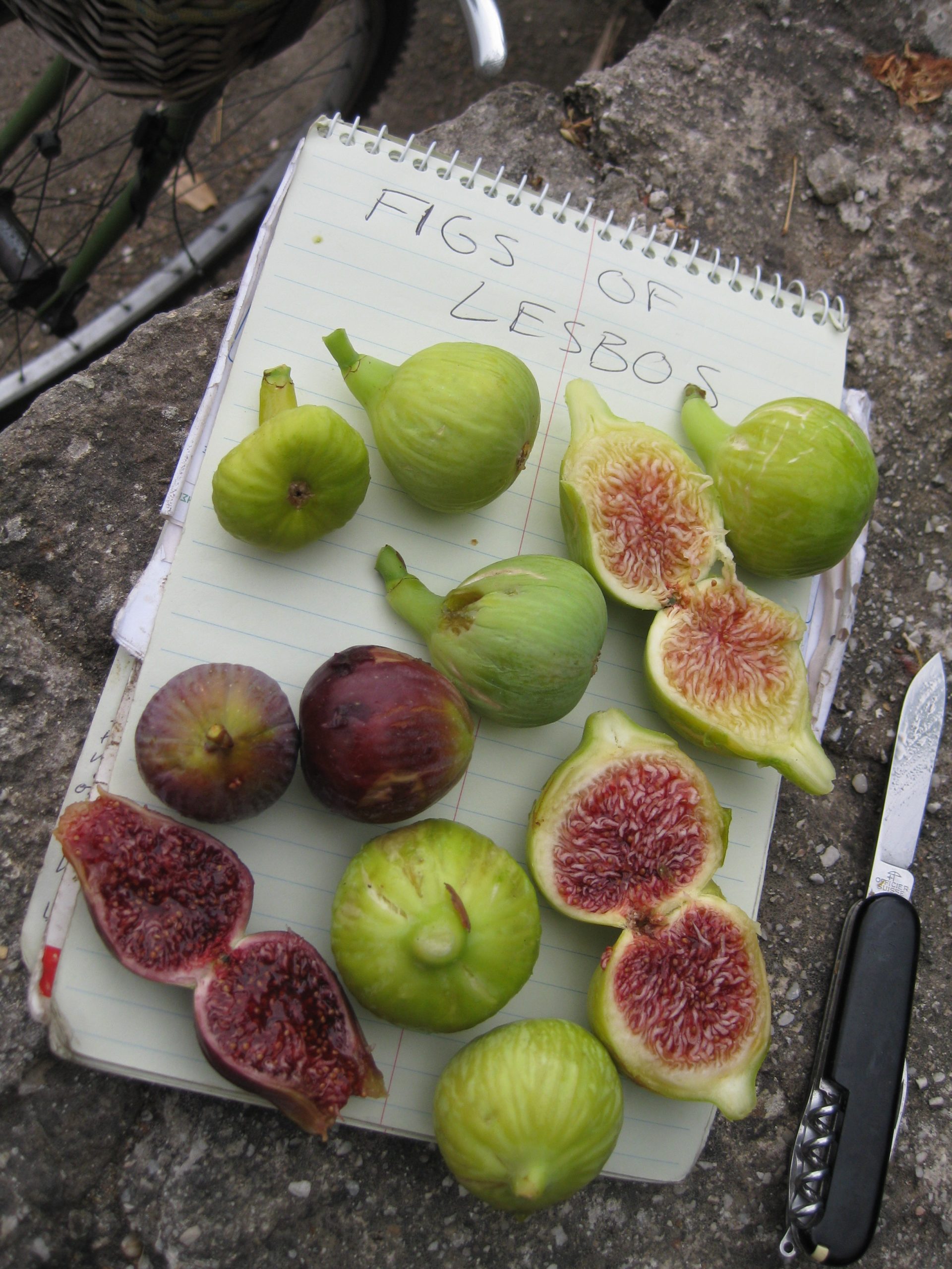 Fig collectors' paradise • Chico News & Review