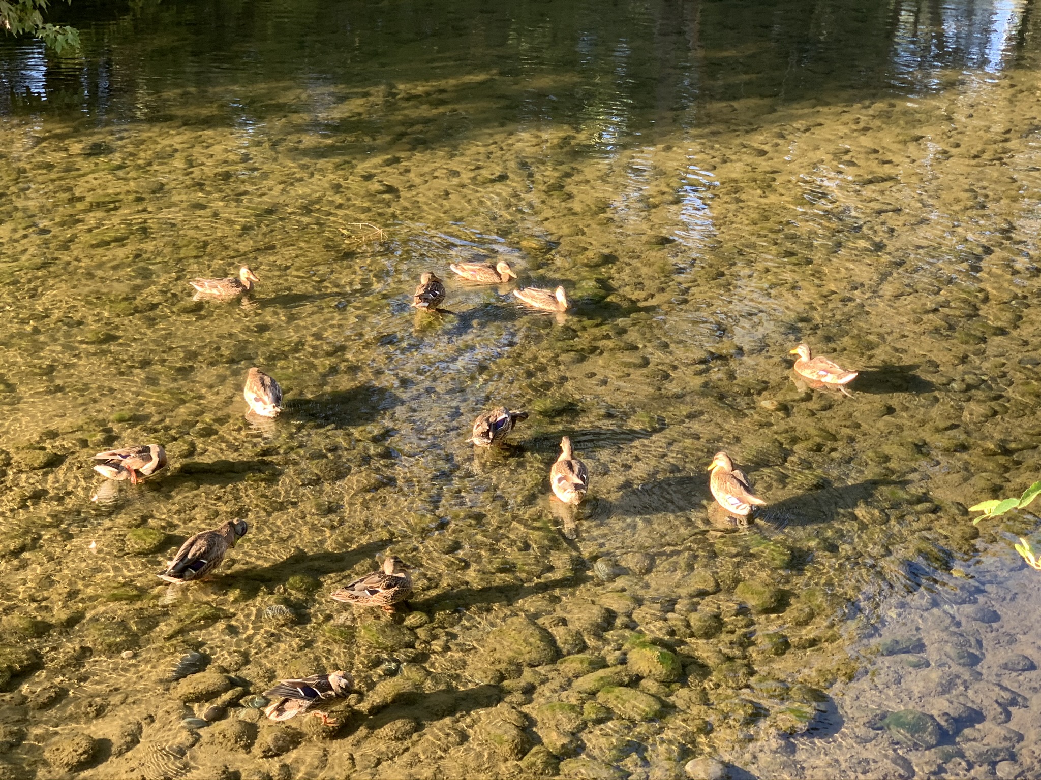 Journey to the other side of the park • Chico News & Review