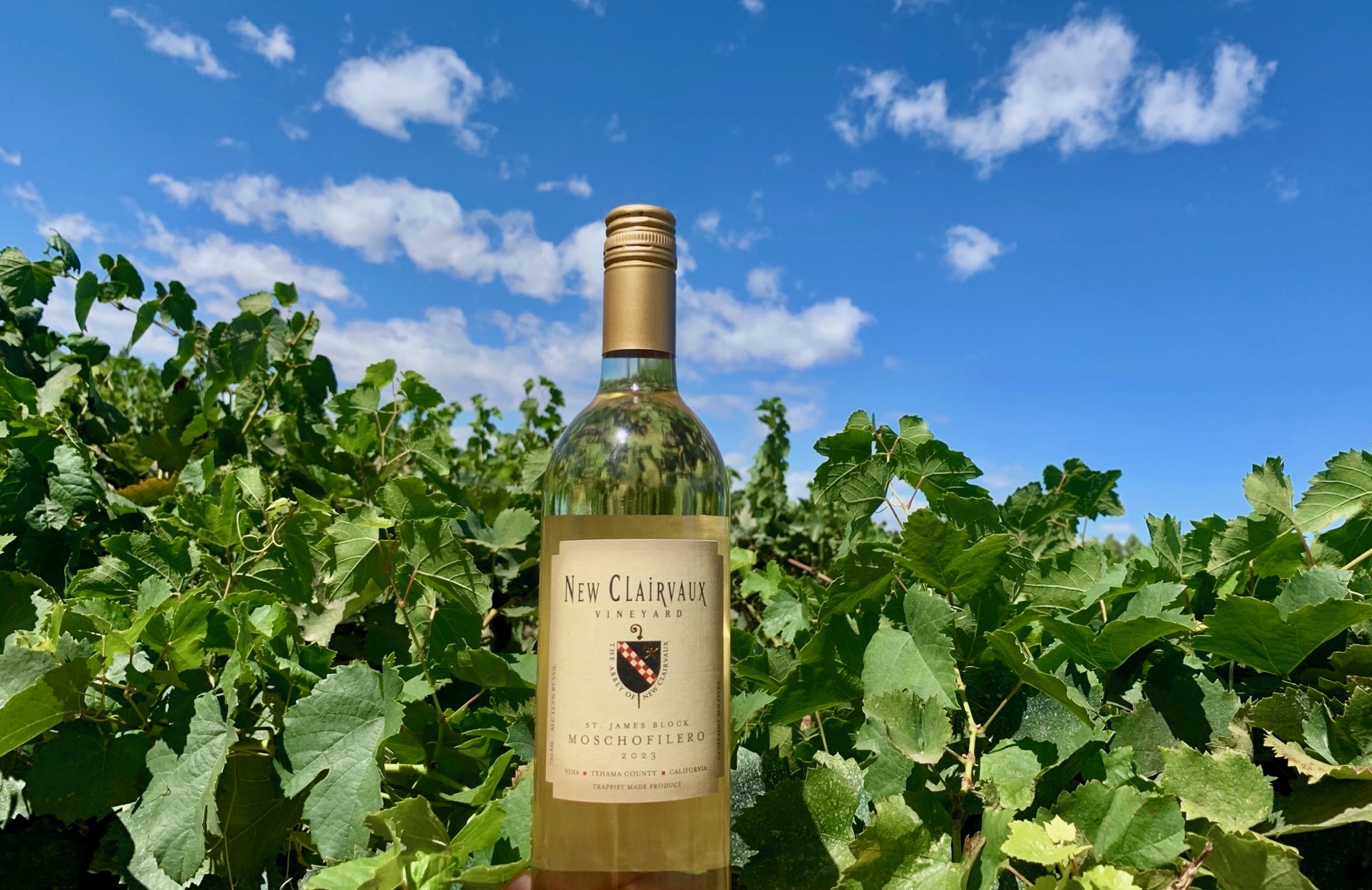 Chico-area winemaker keeps reaching for vino heaven while surrounded by ...