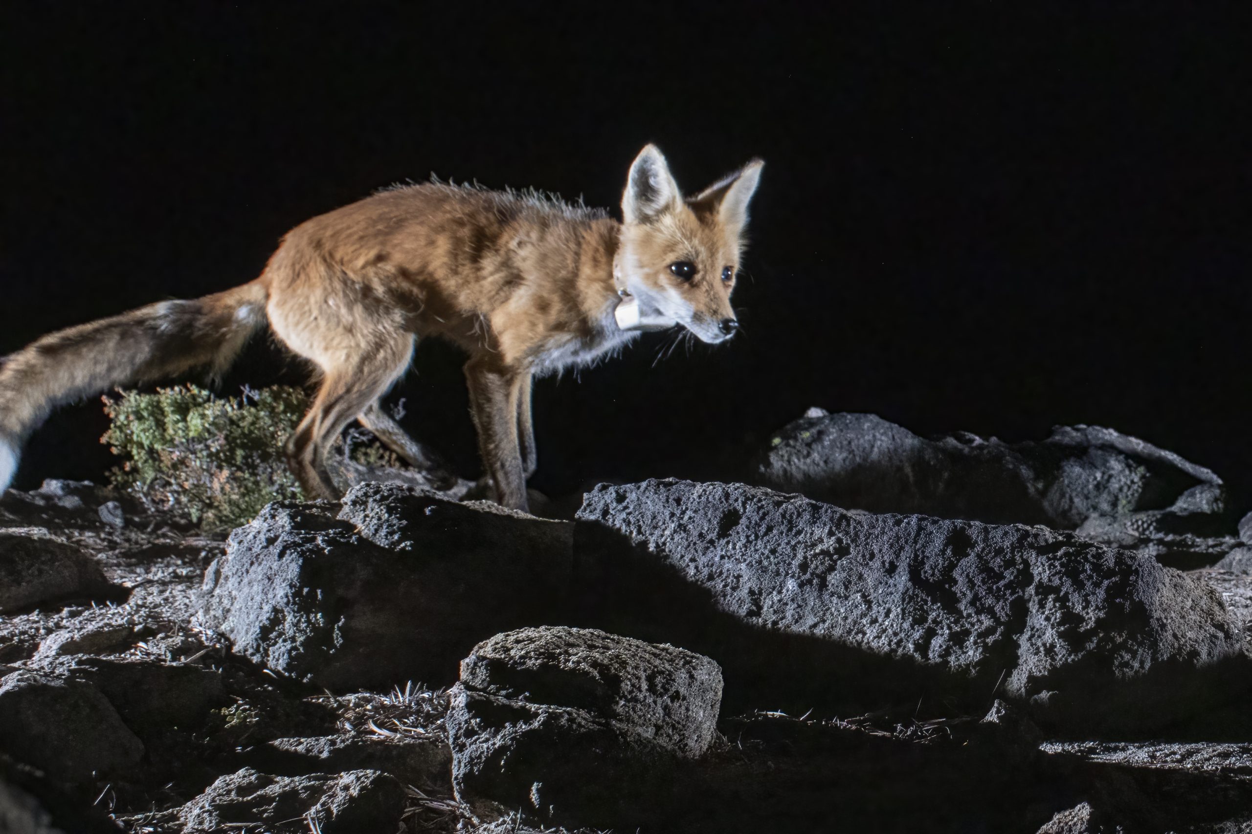 Finding the fox: A Susanville wildlife photographer was the first to ...
