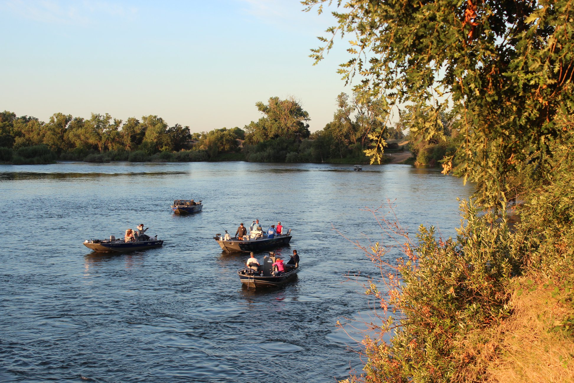 Big, bright King Salmon hitting on the Feather River: A guide to all ...