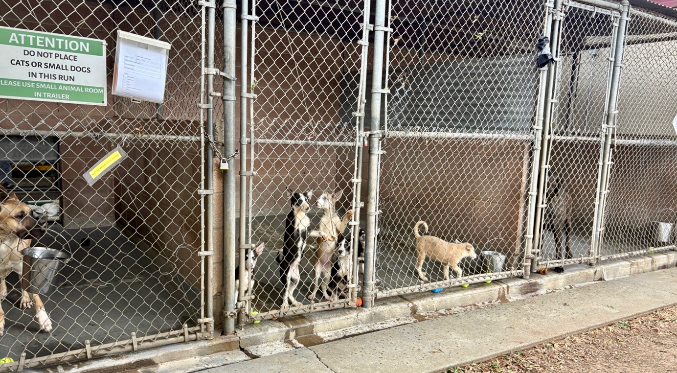 Extreme Chico animal abuse case highlights the ongoing efforts and ...